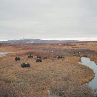 Ancient Wisdom, New Vision: Village of Solomon’s Path to a Green Future ...